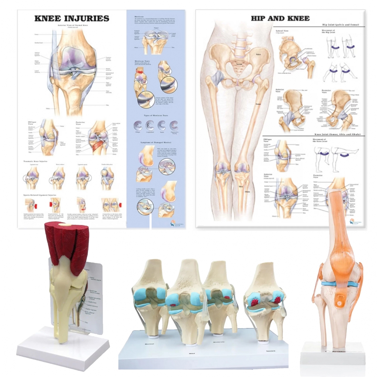 Knee Anatomy & Pathology Bundle - Myaskro